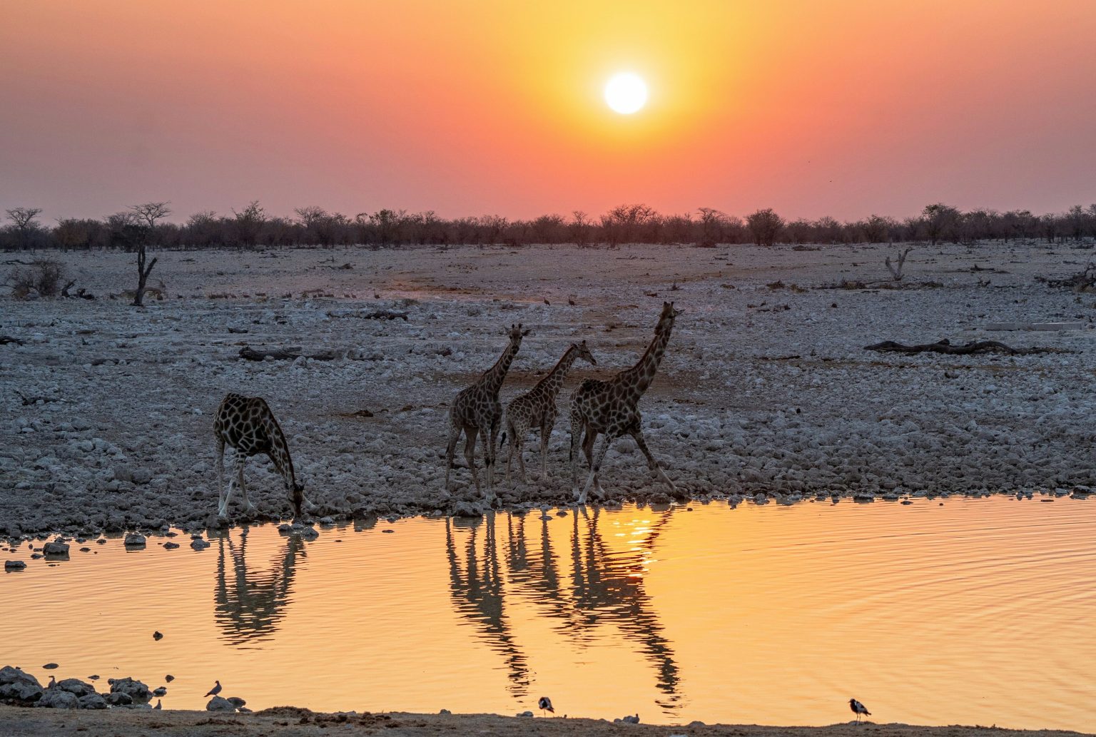 アフリカで深刻化する密猟問題。野生動物を守るために放射性物質の活用も【Steenz Breaking News】 ｜ Steenz(スティーンズ)